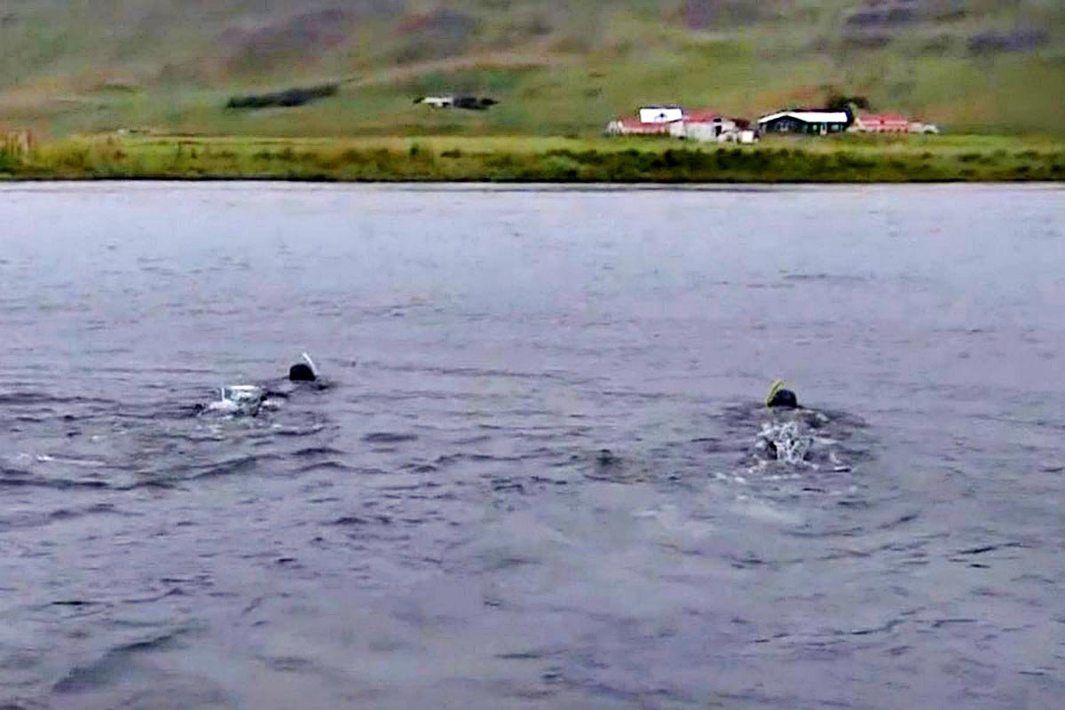 Ekki fundust eldixlaxar í Miðfjarðará og Vatnsdalsá | Feykir.is