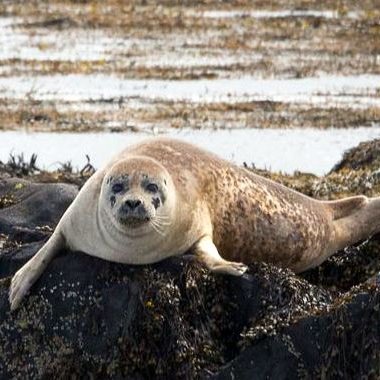 Lummur, lummur og fleiri lummur | Feykir.is