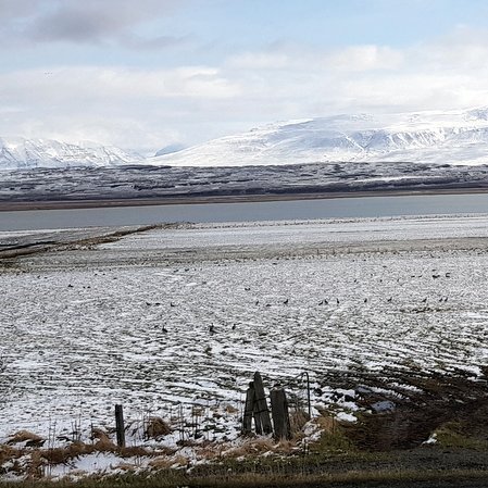 Lummur, lummur og fleiri lummur | Feykir.is