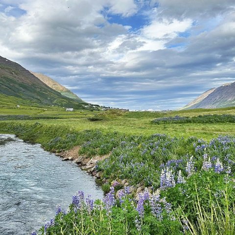 Lummur, lummur og fleiri lummur | Feykir.is